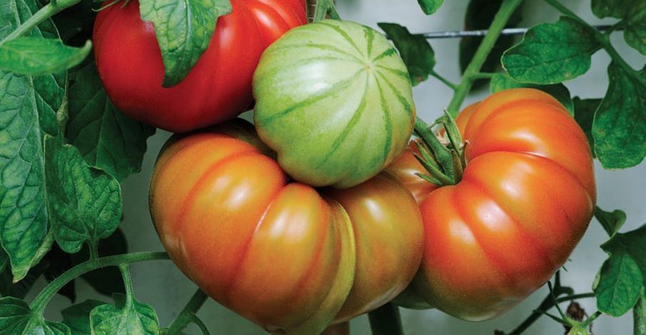 LÉGUMES ET FÉCULENTS